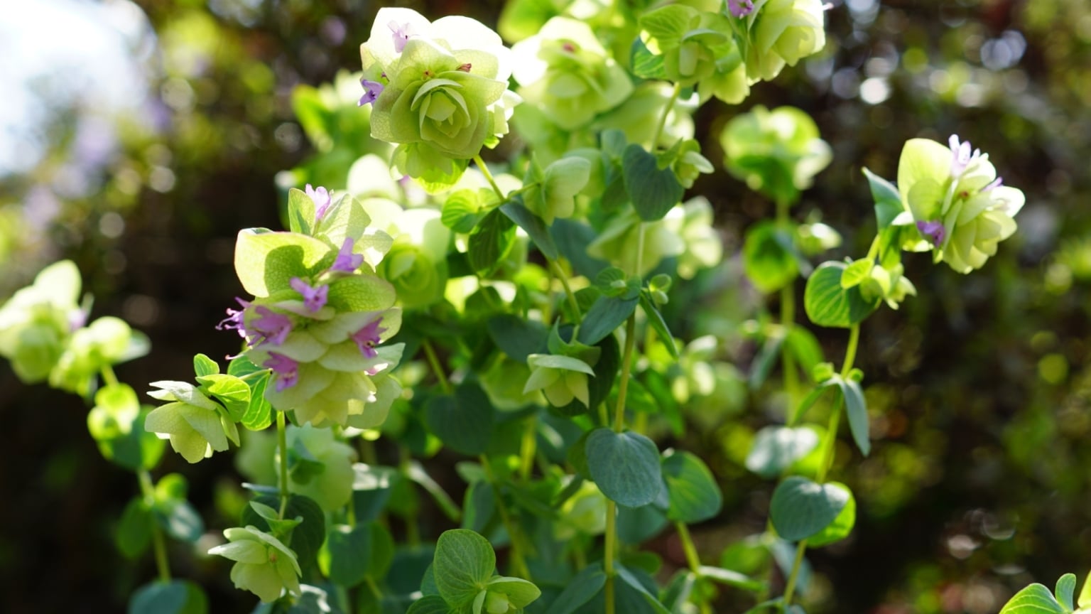 How to Plant, Grow, and Care for ‘Kent Beauty’ Ornamental Oregano