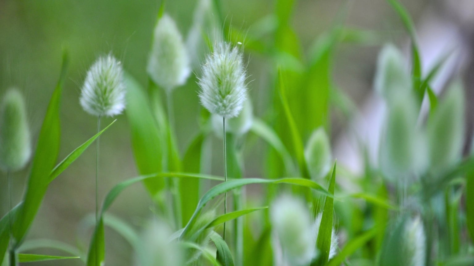 How to Plant, Grow, and Care for 'Bunny Tails' Grass