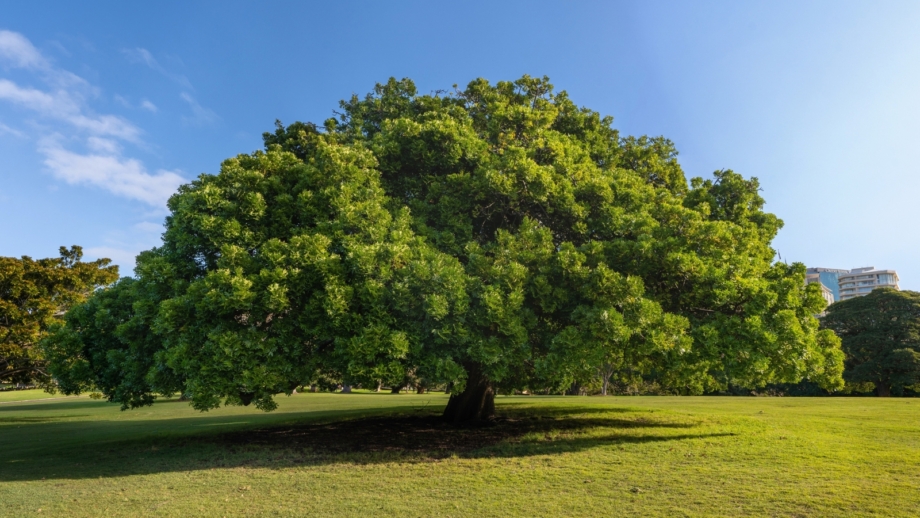 What’s the Difference Between Deciduous and Evergreen Trees?