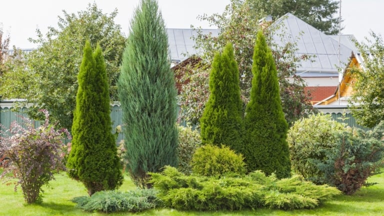 What’s the Difference Between Deciduous and Evergreen Trees?
