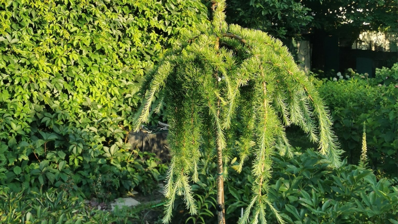 25 Types of Conifers for Home Landscapes