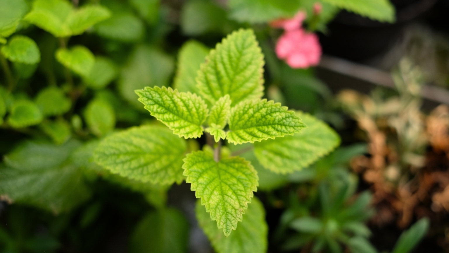 21 Heat-Tolerant Herbs For Hot Climates