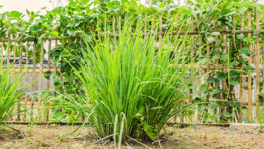 21 Heat-Tolerant Herbs For Hot Climates