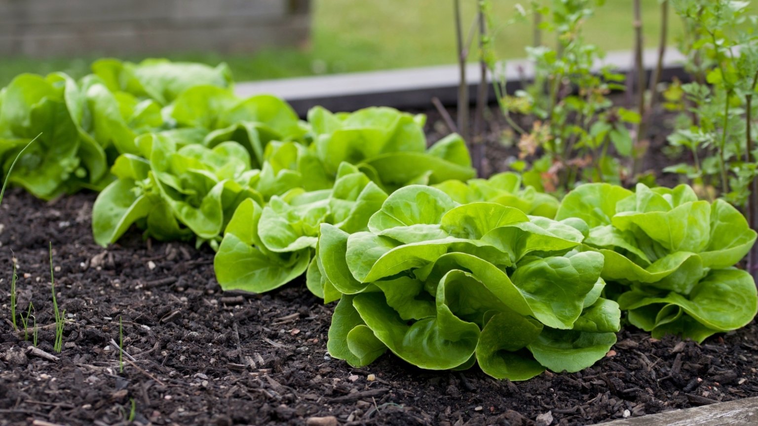 21 Best Vegetables to Grow in Raised Beds