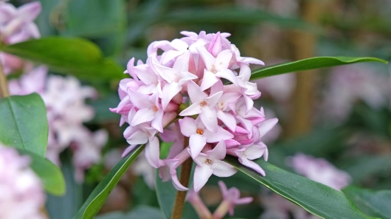 9 Flowering Daphne Varieties For Your Landscape