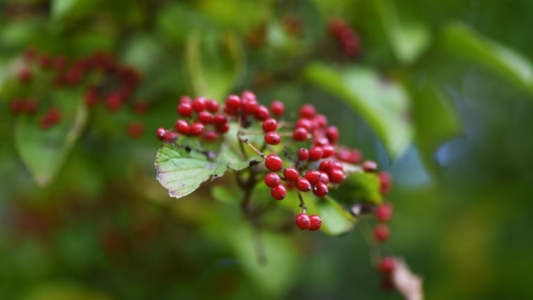 16 Pretty Garden Shrubs with Red Berries