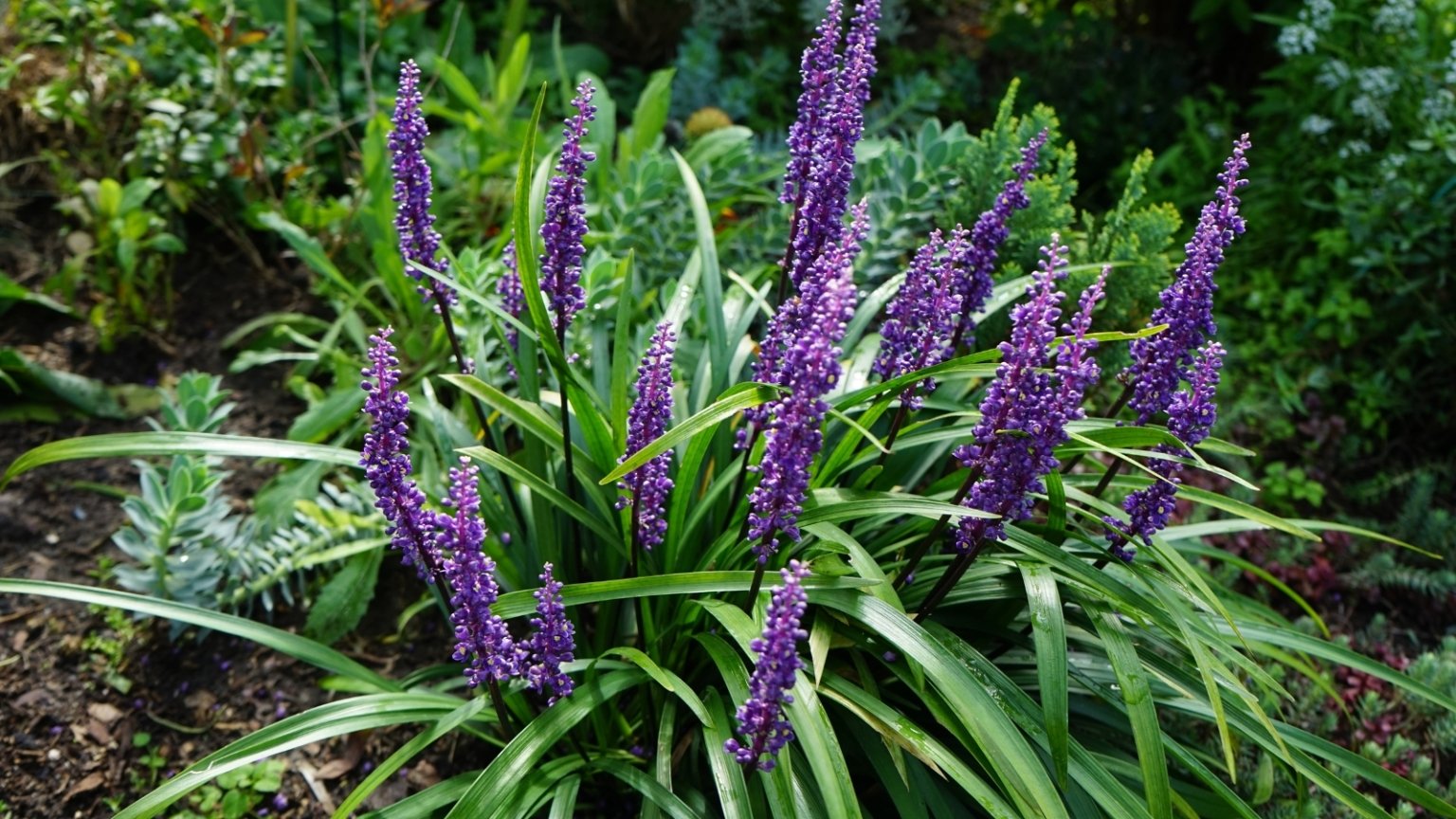 25 Best Plants For Dry Shade Gardens