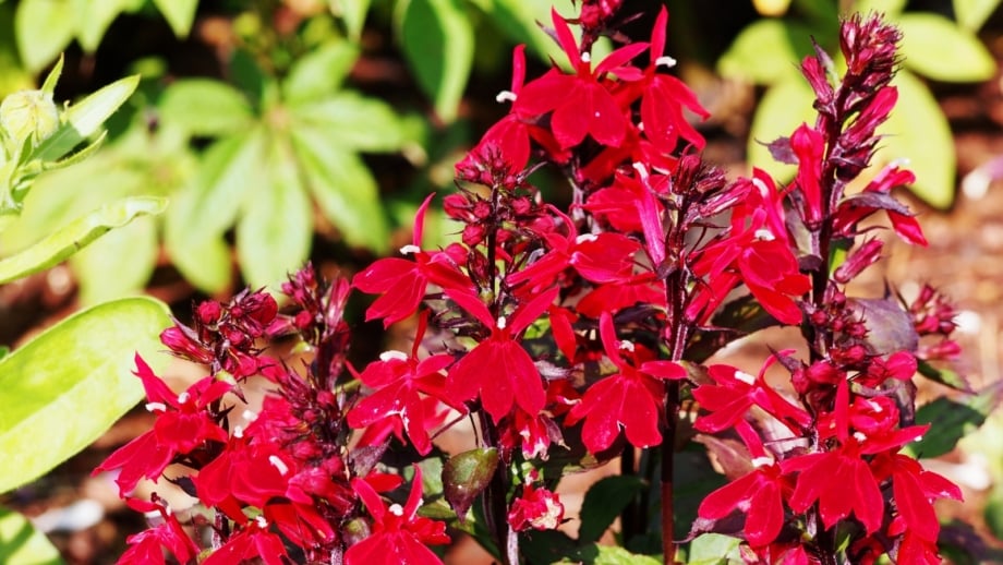 21 Native Wildflowers for Tennessee Gardens