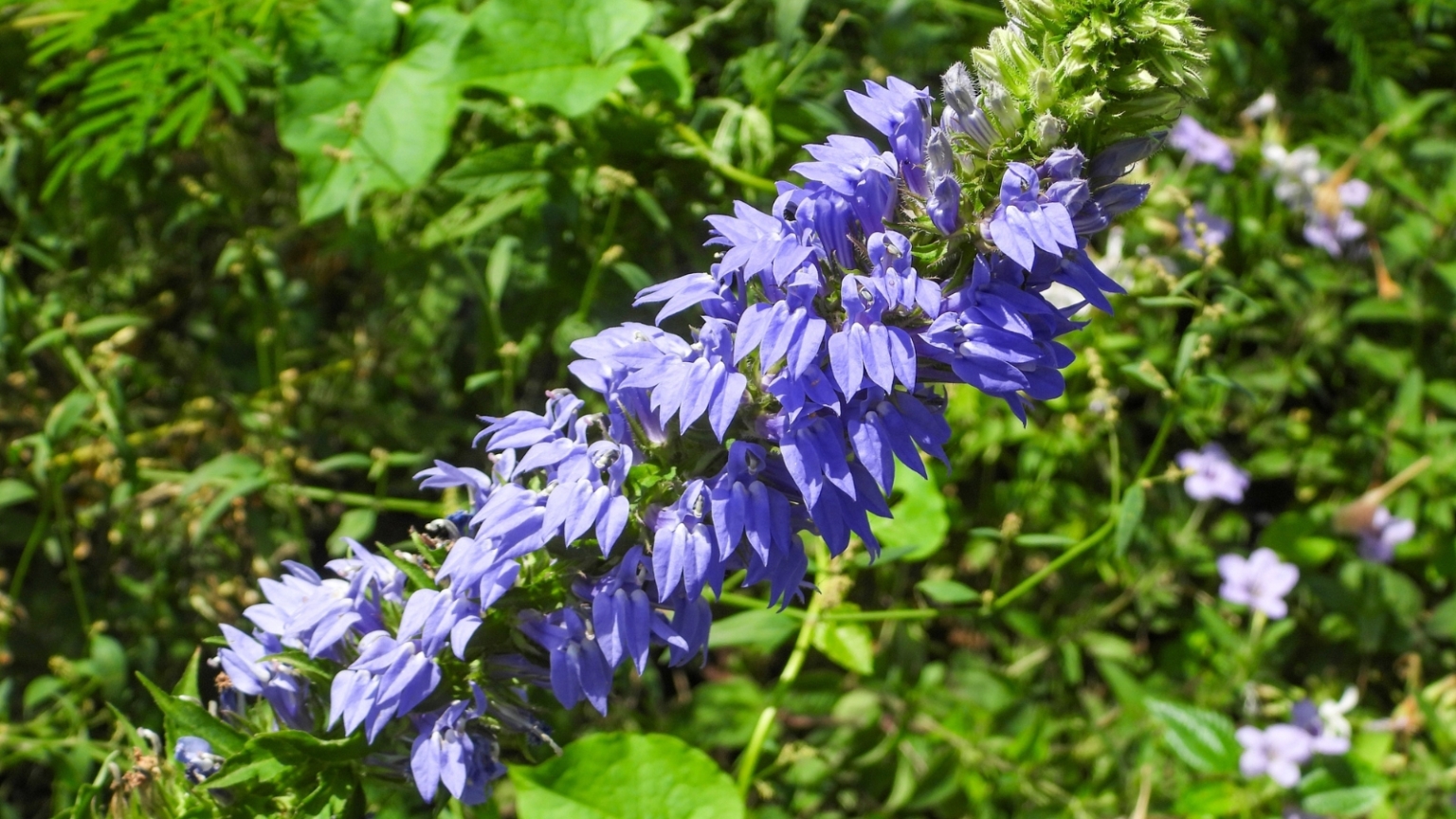 How to Plant, Grow, and Care For Cardinal Flower