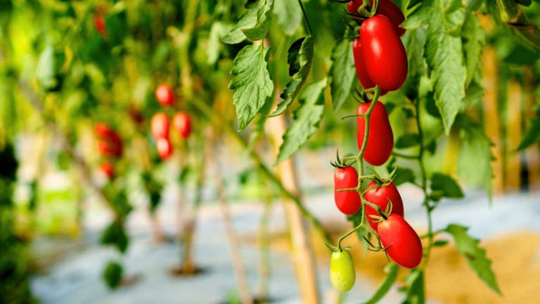 When Is The Best Time to Plant Tomatoes? Tips for Your Zone