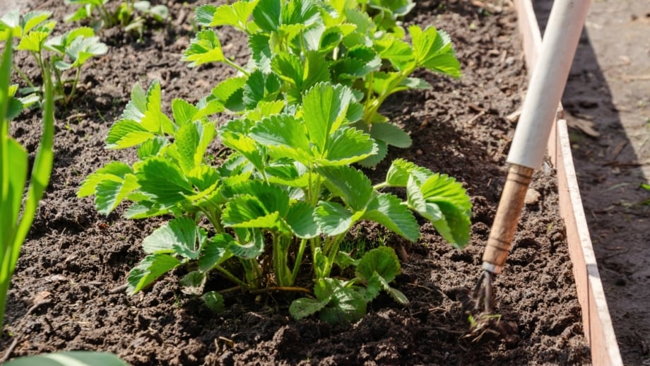 Strawberry Growth Stages: How Fast do Strawberries Grow?