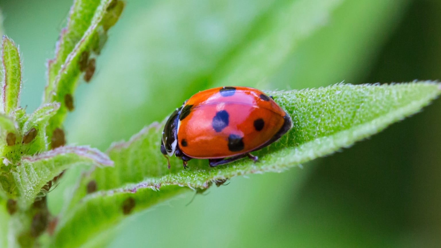 9 Beneficial Garden Insects That Overwinter in Fall Leaves