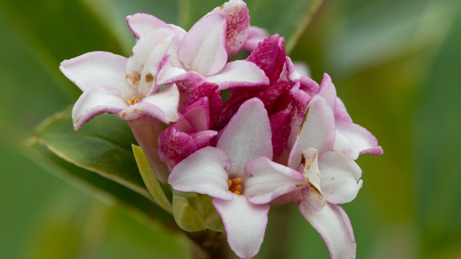 9 Flowering Daphne Varieties For Your Landscape