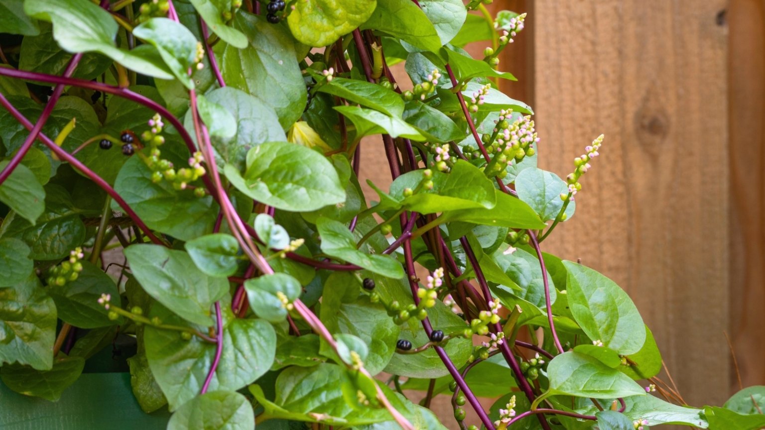 17 Vegetables to Plant in June