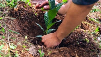How to Plant, Grow, and Care for Arabica Coffee Plants
