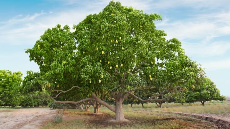 How to Plant, Grow, and Care for 'Glenn' Mango Trees