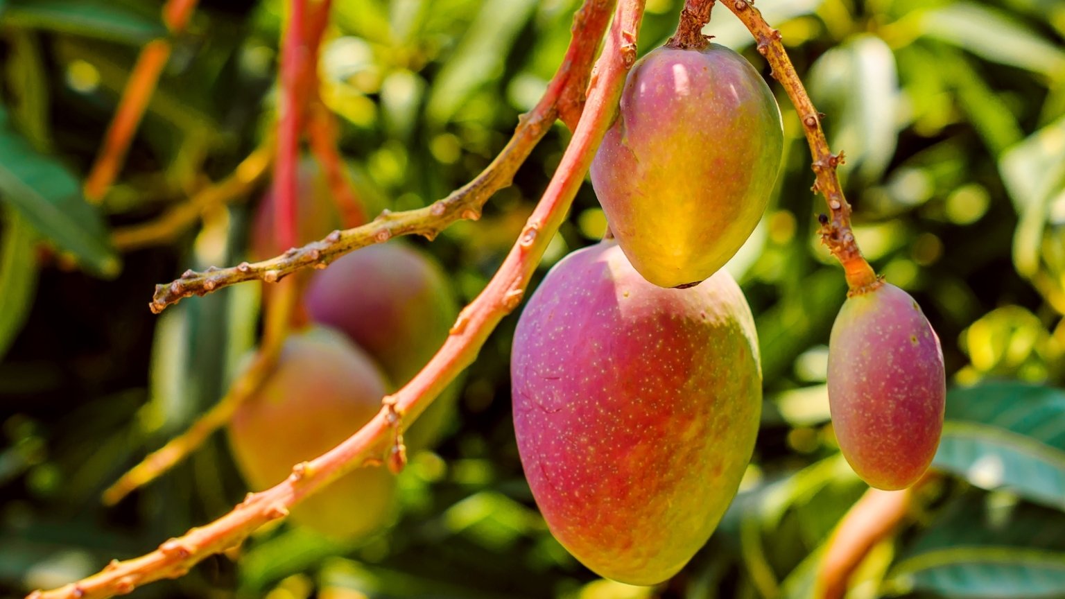How to Plant, Grow, and Care for 'Glenn' Mango Trees