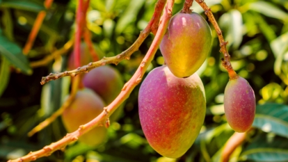 How to Plant, Grow, and Care for a Mango Tree