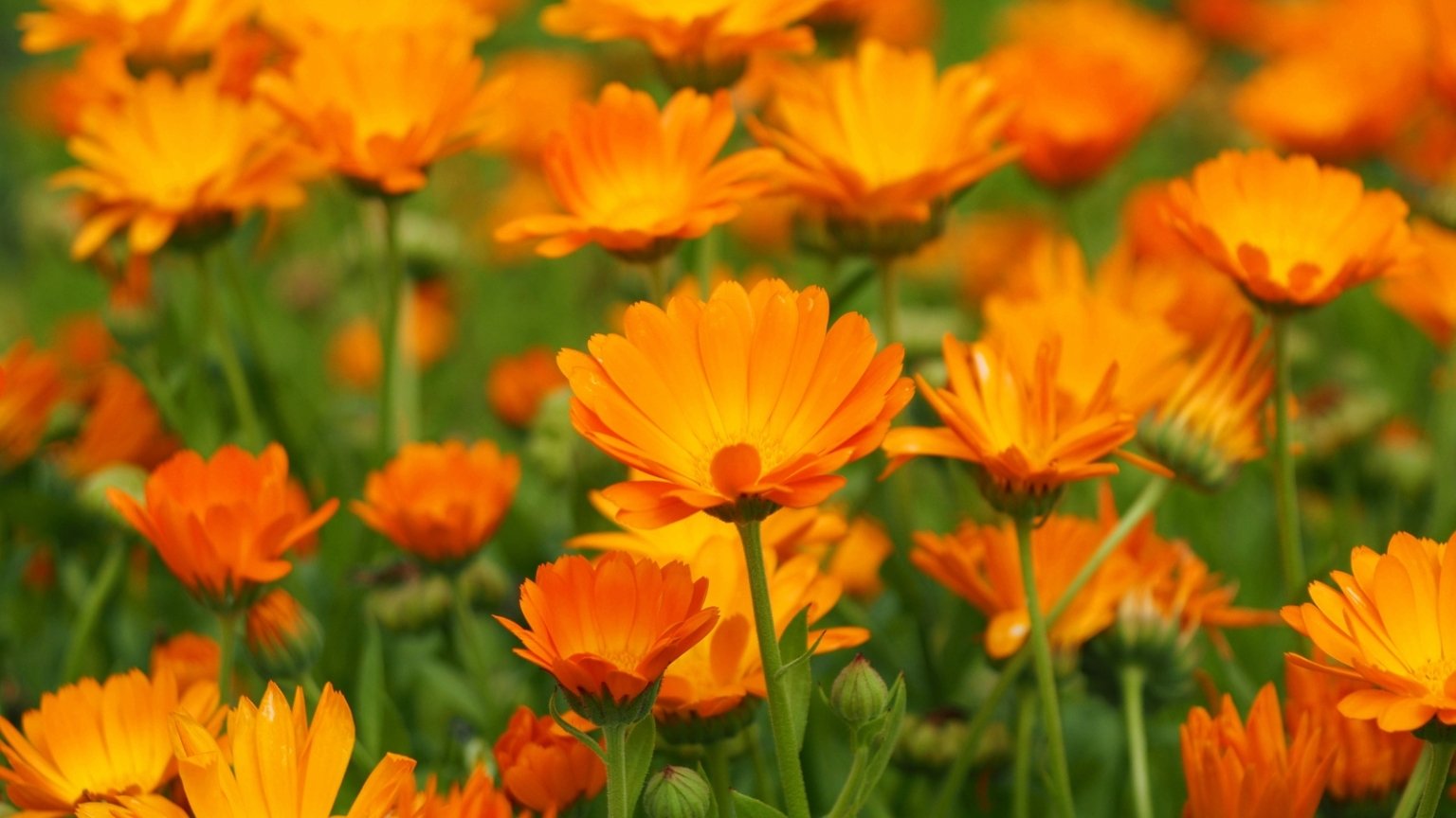 21 Beautiful Calendula Varieties For Your Garden