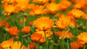 21 Beautiful Calendula Varieties For Your Garden