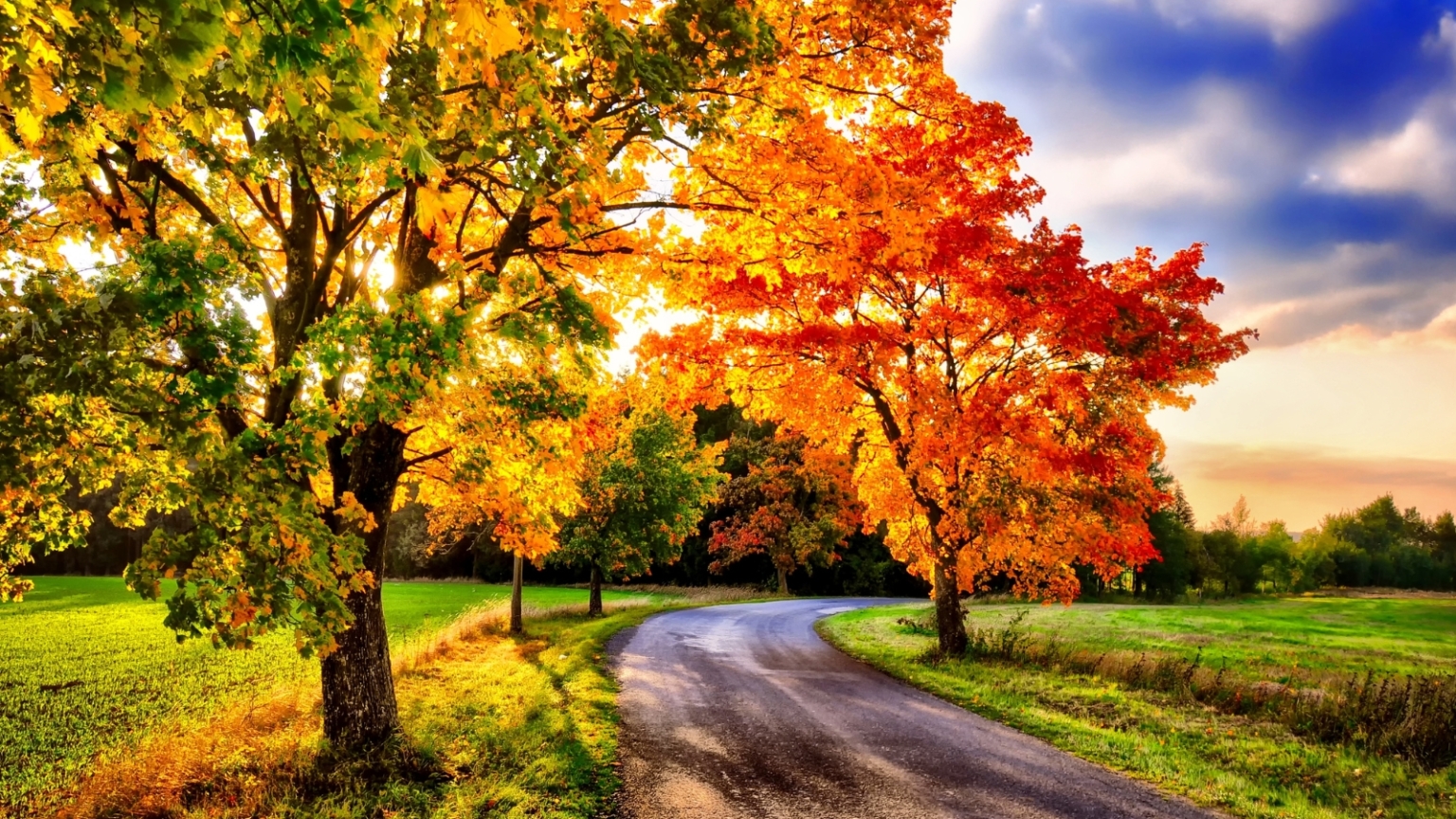 What’s the Difference Between Deciduous and Evergreen Trees?