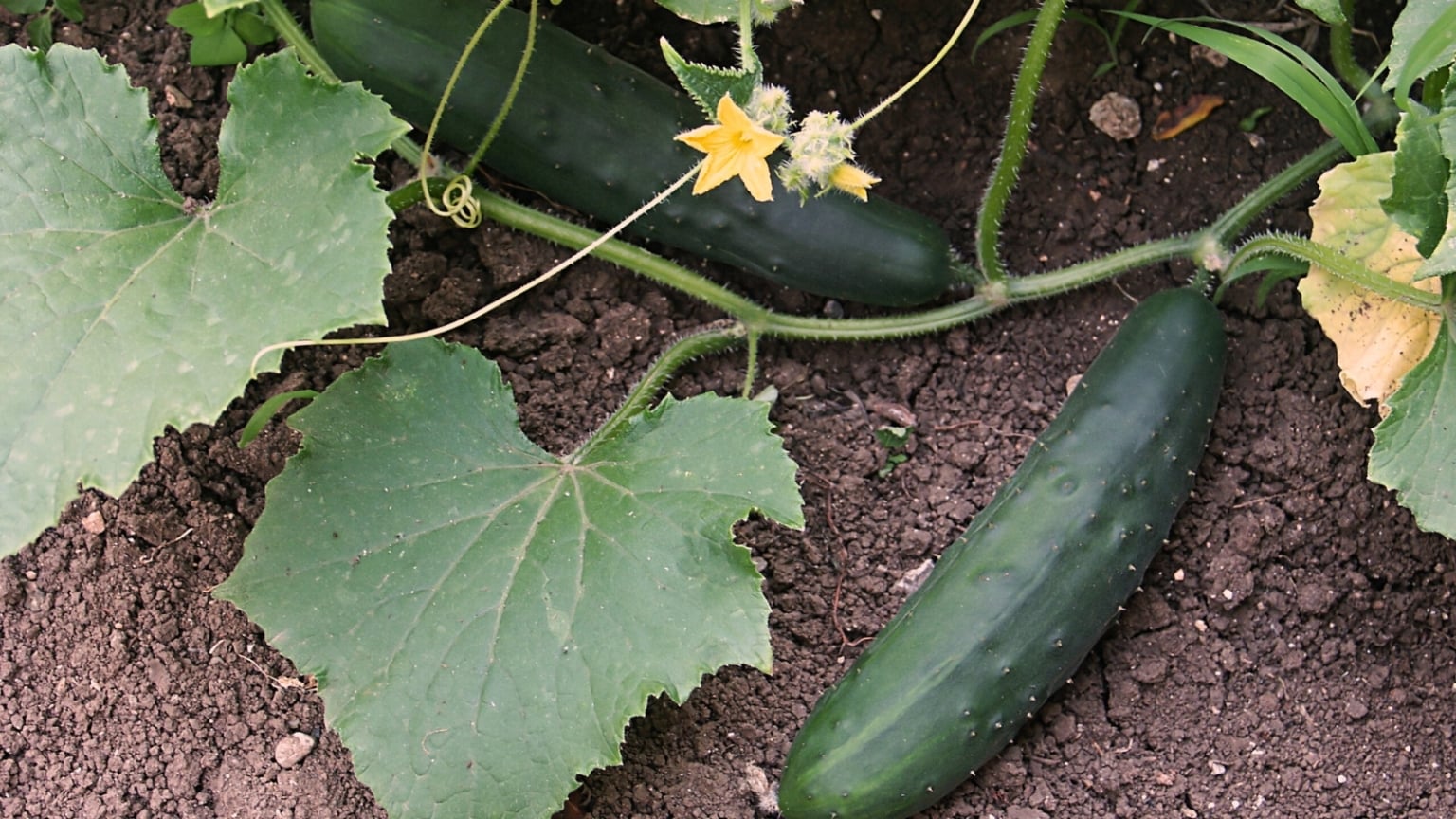 8 Disease-Resistant Cucumber Varieties for Home Gardeners
