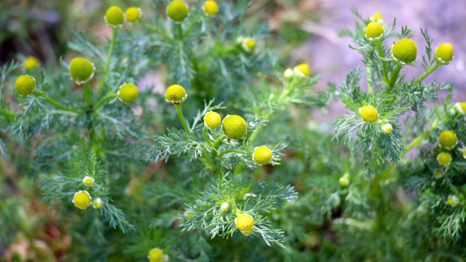 41 Beneficial Weeds and Their Uses