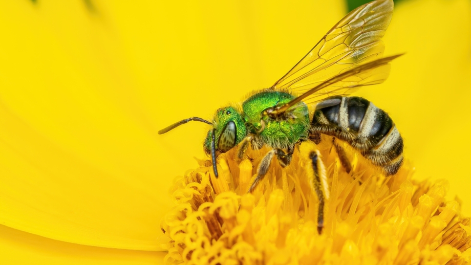 How to Grow a Pollinator Garden in Raised Beds