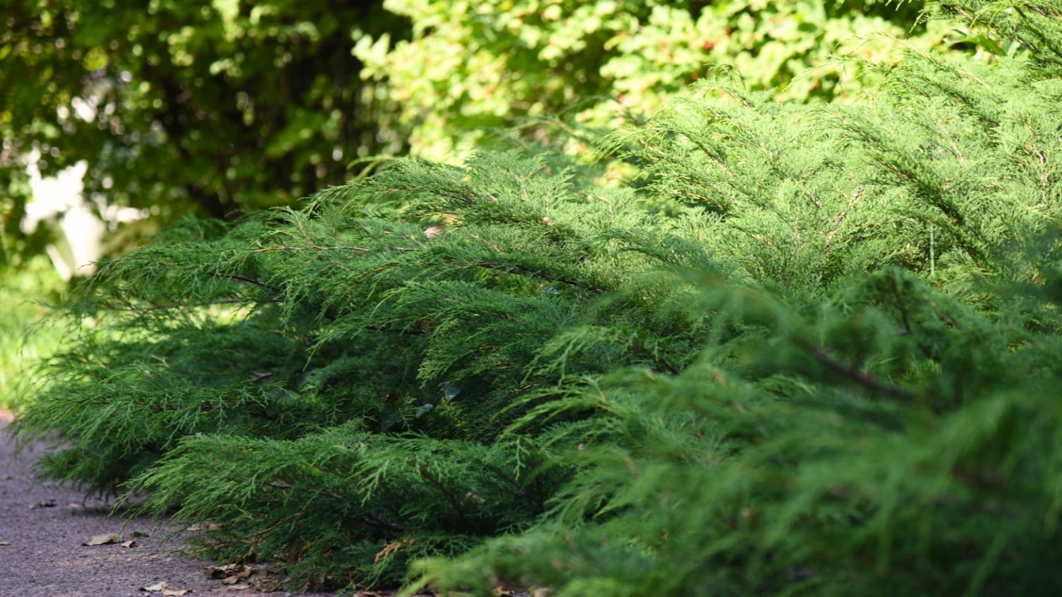 How to Plant, Grow, and Care for Microbiota Decussata