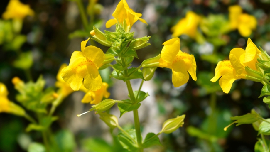 19 Native Plants With Beautiful Flowers