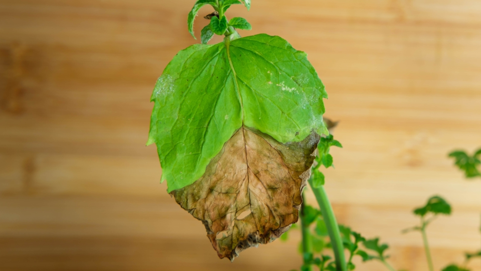 Brown Spots On Leaves: Causes and Solutions