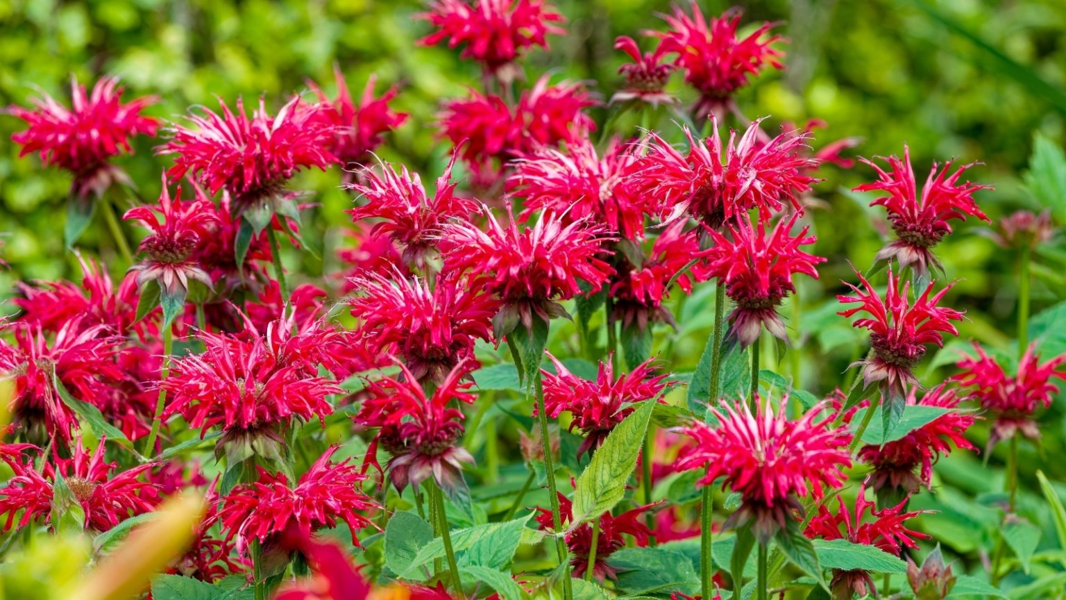 27 Gorgeous Flowering Herbs for Culinary and Ornamental Use