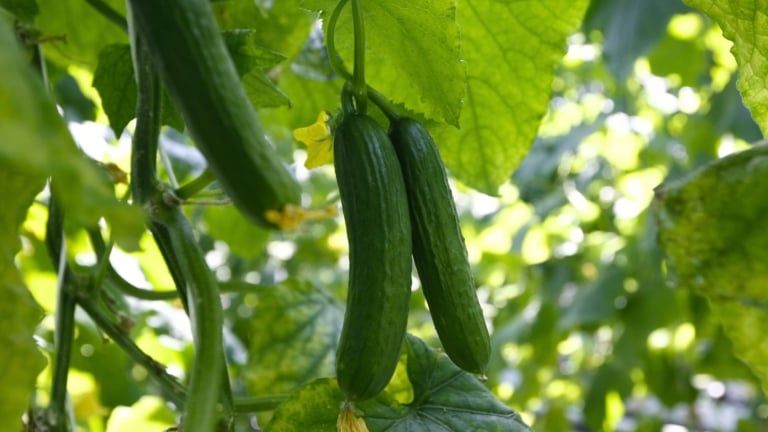 8 Disease-Resistant Cucumber Varieties for Home Gardeners