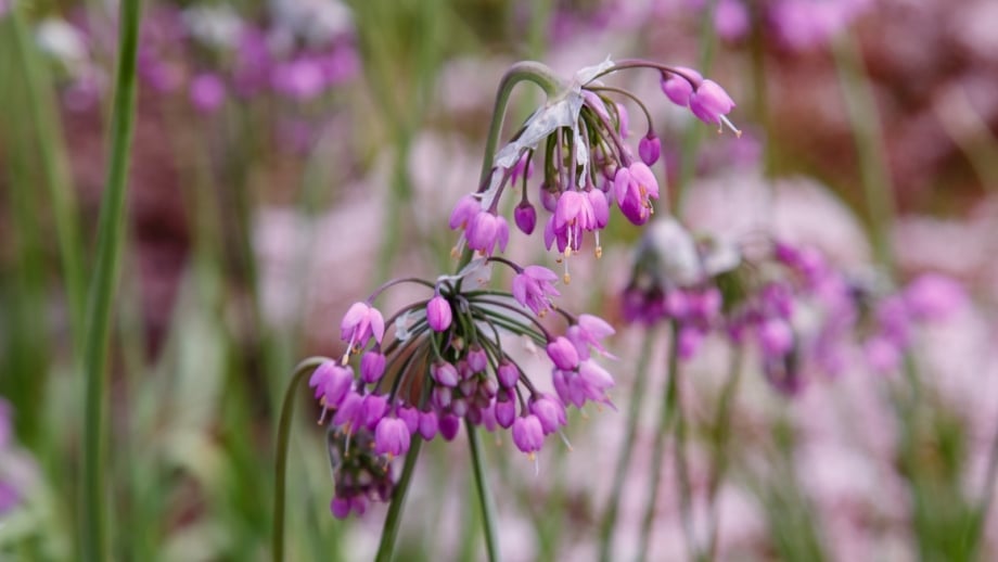 21 Wildflowers Native to Washington State