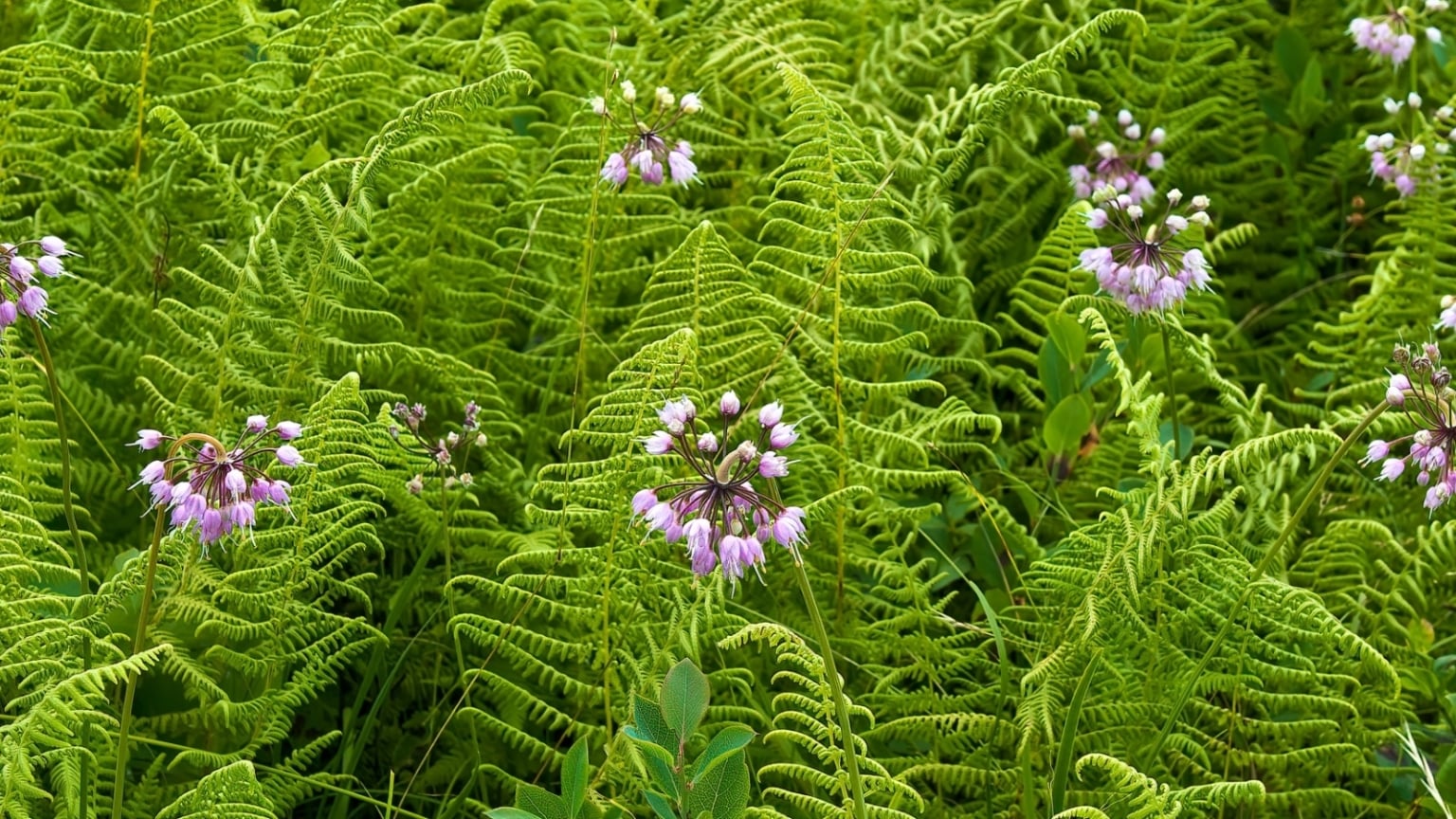 How to Plant, Grow, and Care for Nodding Onion Plants