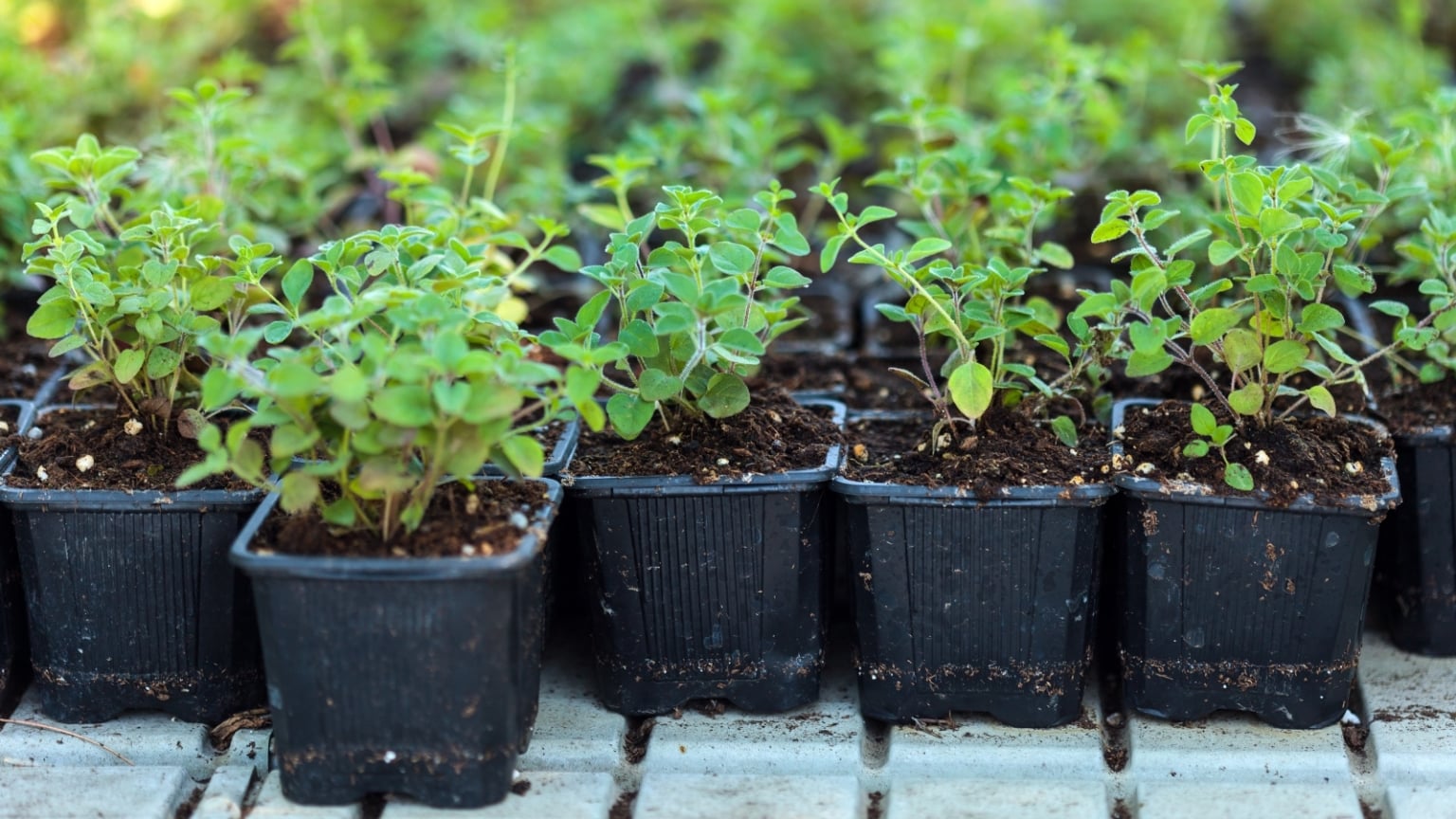 How to Plant, Grow, and Care for Ornamental Oregano