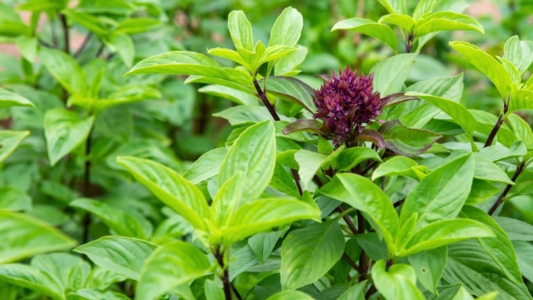 27 Gorgeous Flowering Herbs for Culinary and Ornamental Use