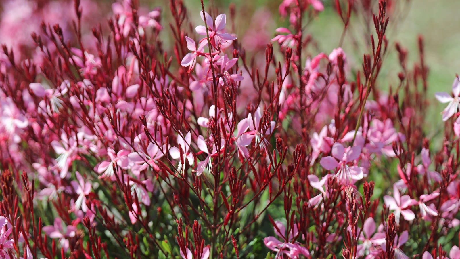 11 Different Types of Gaura Flowers For Your Garden