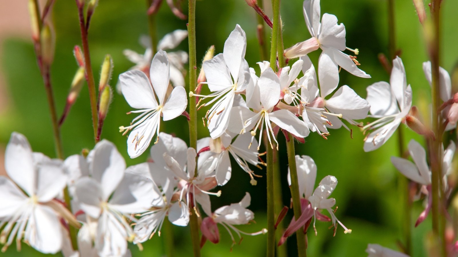 11 Different Types of Gaura Flowers For Your Garden