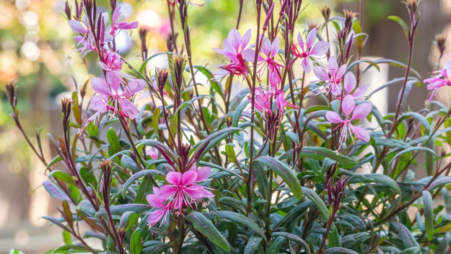 11 Different Types of Gaura Flowers For Your Garden