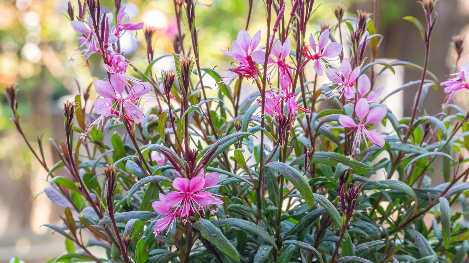 11 Different Types of Gaura Flowers For Your Garden
