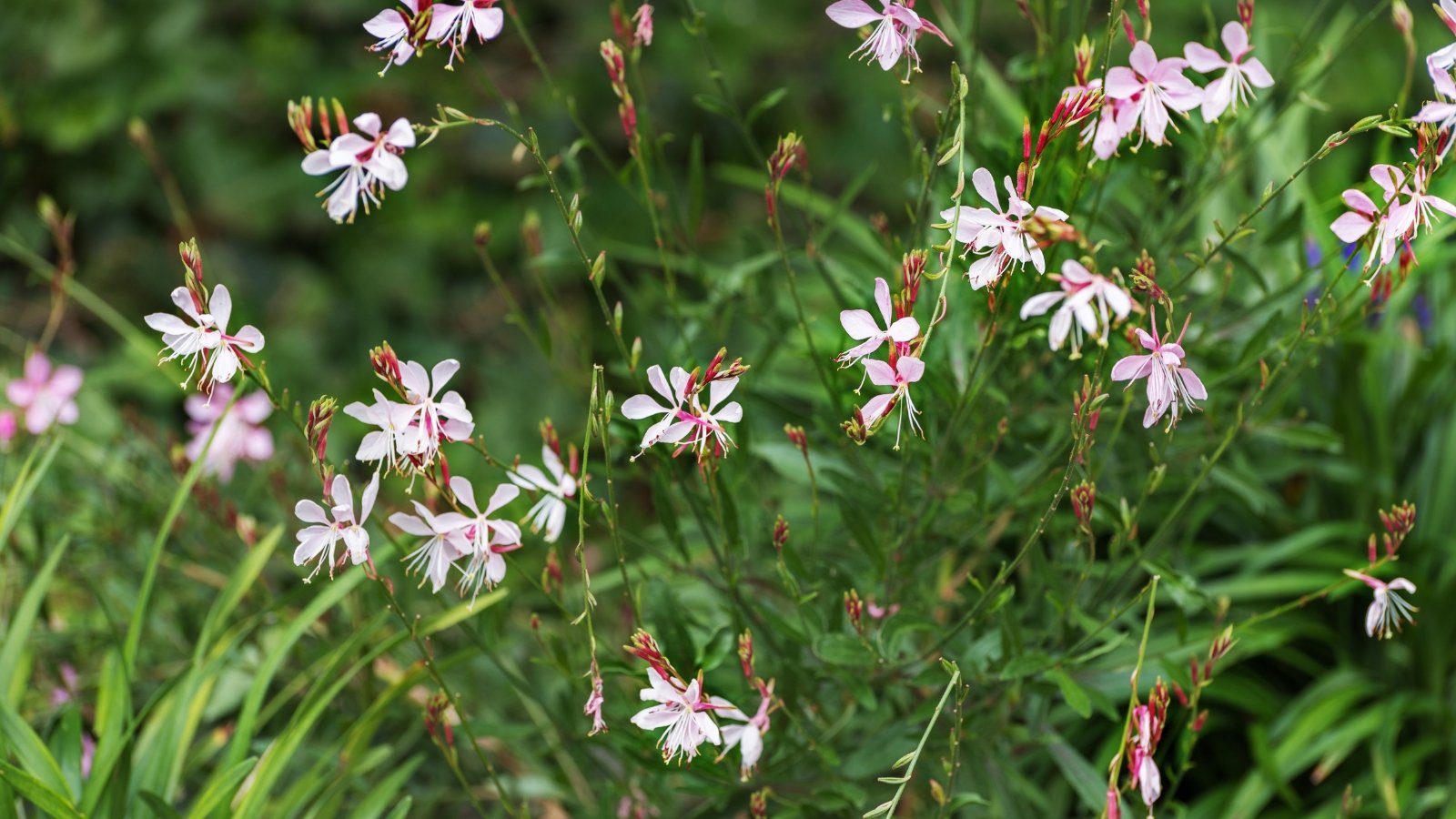 11 Different Types of Gaura Flowers For Your Garden