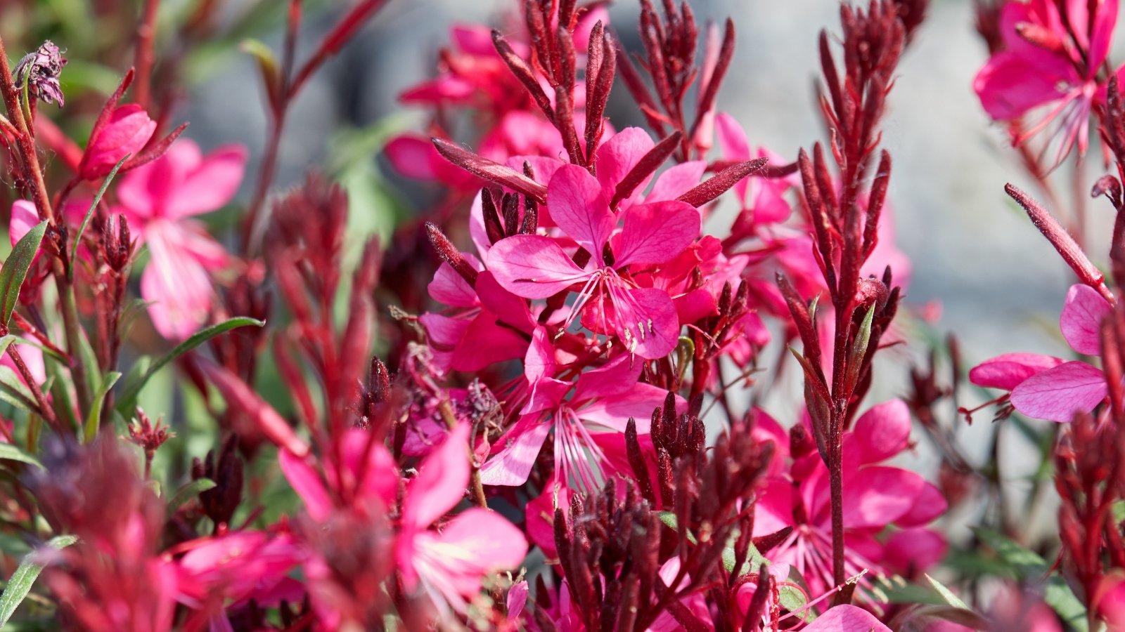 11 Different Types of Gaura Flowers For Your Garden