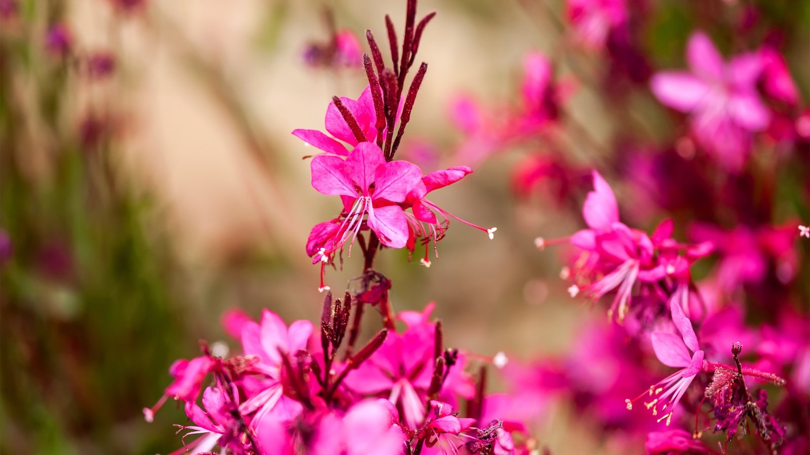 11 Different Types of Gaura Flowers For Your Garden