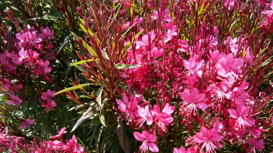 11 Different Types of Gaura Flowers For Your Garden