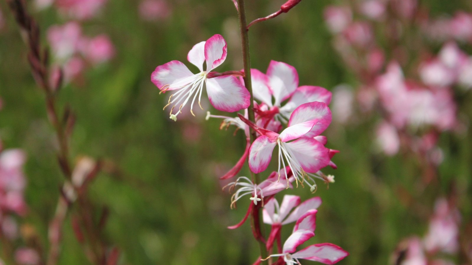 11 Different Types of Gaura Flowers For Your Garden