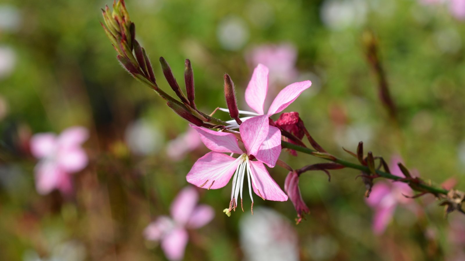 11 Different Types of Gaura Flowers For Your Garden