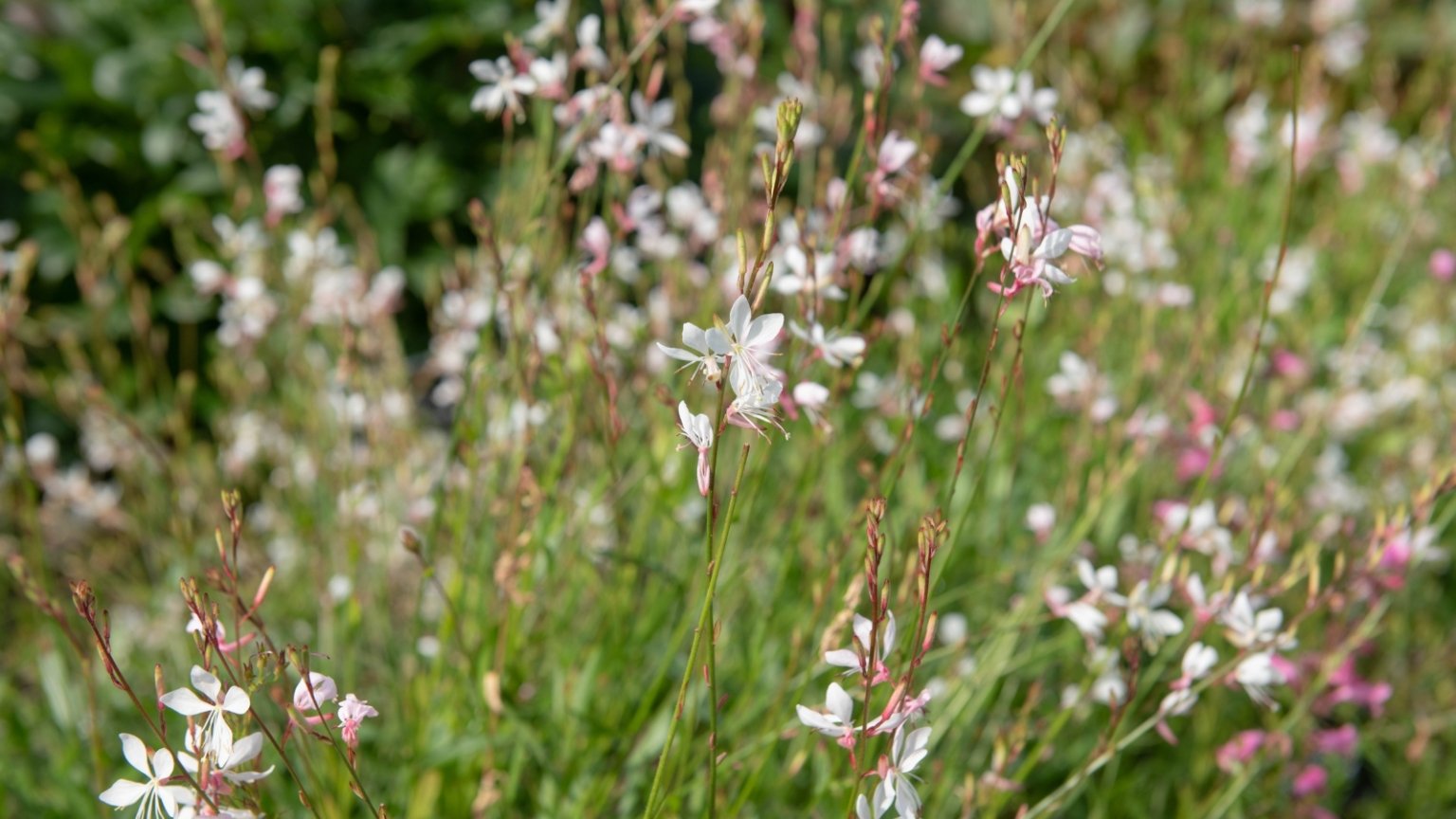 11 Different Types of Gaura Flowers For Your Garden