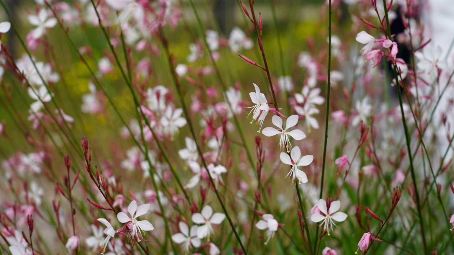 11 Different Types of Gaura Flowers For Your Garden