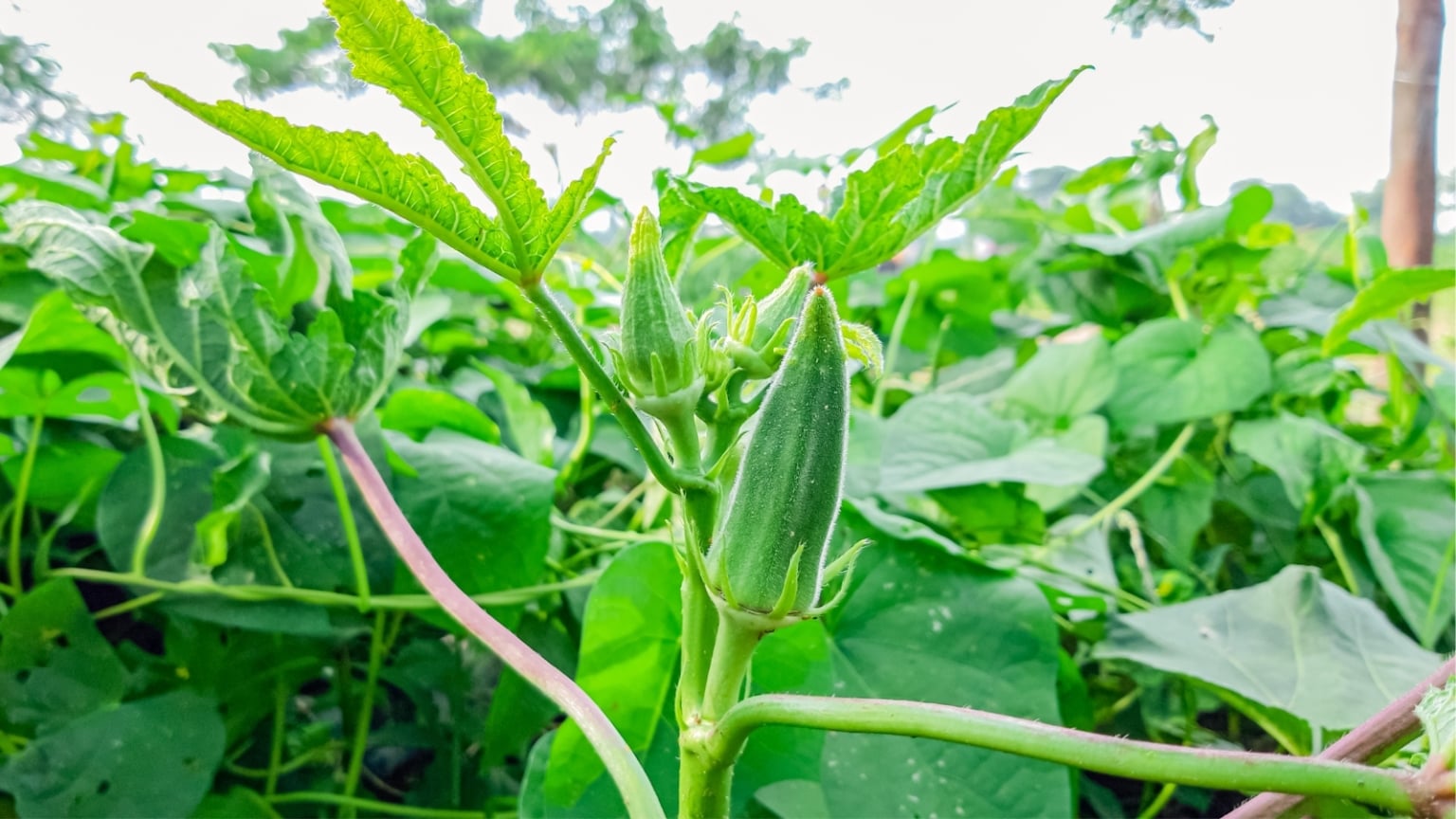 The Best (and Worst) Okra Companion Plants
